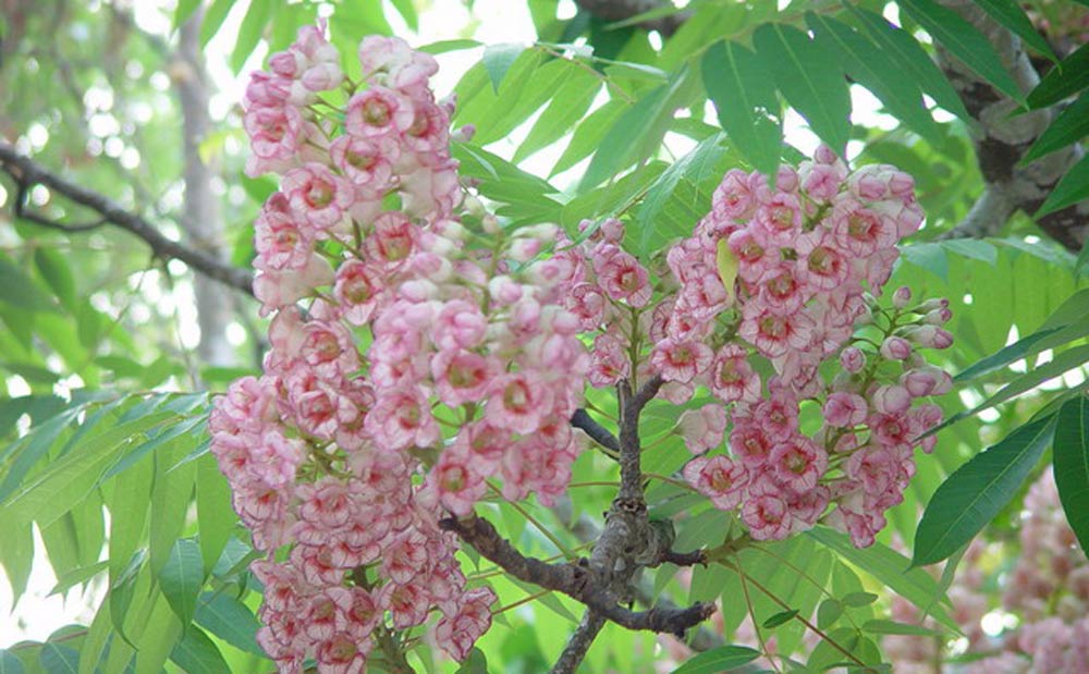 Perfect Romantic Timing: Pink Chomphu Phuka Blossoms This Valentine ...